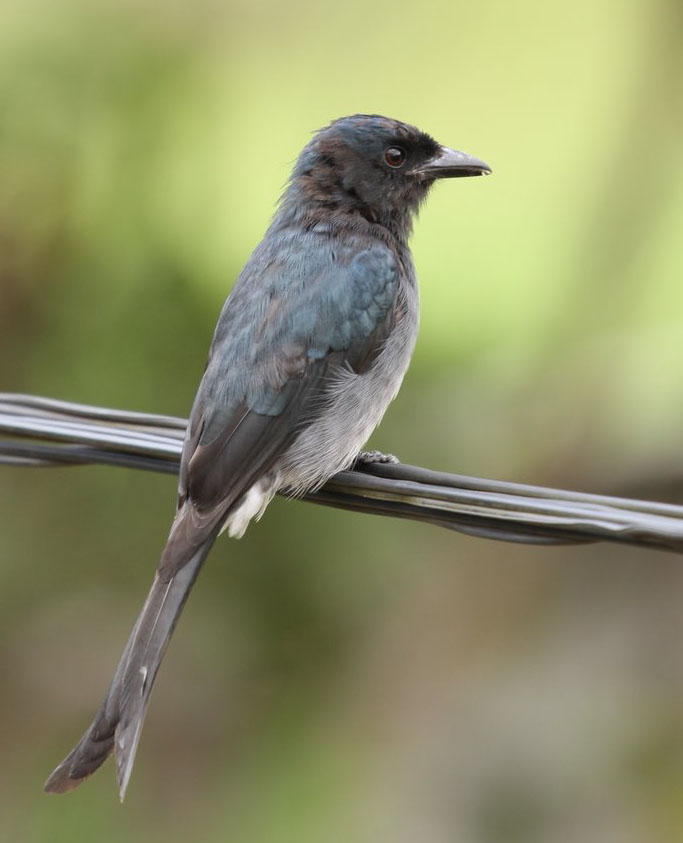 Birds of The World: Drongos (Dicruridae)