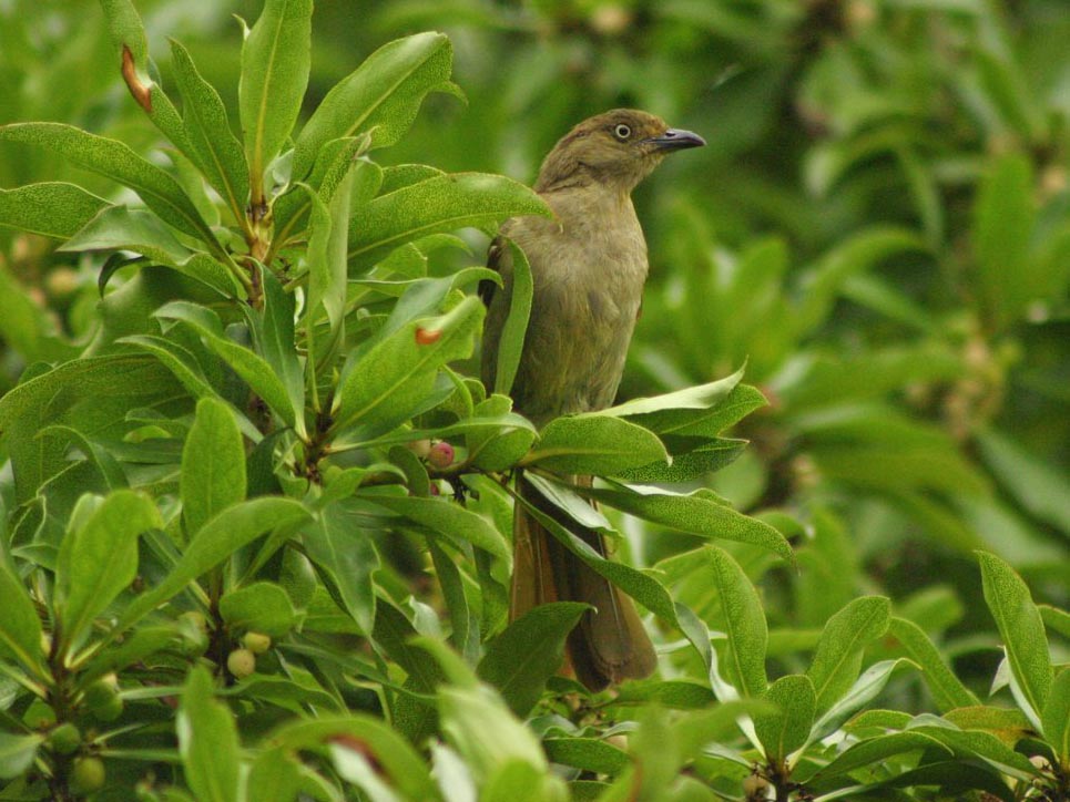 Birds of The World: BULBULS