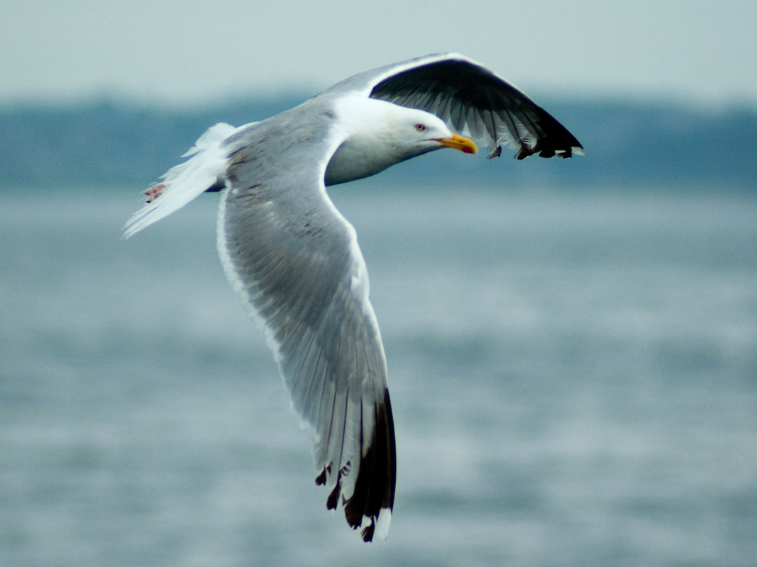 Herring Gull (European) ( Larus argentatus) by Jalil Arfaoui. | Herring ...