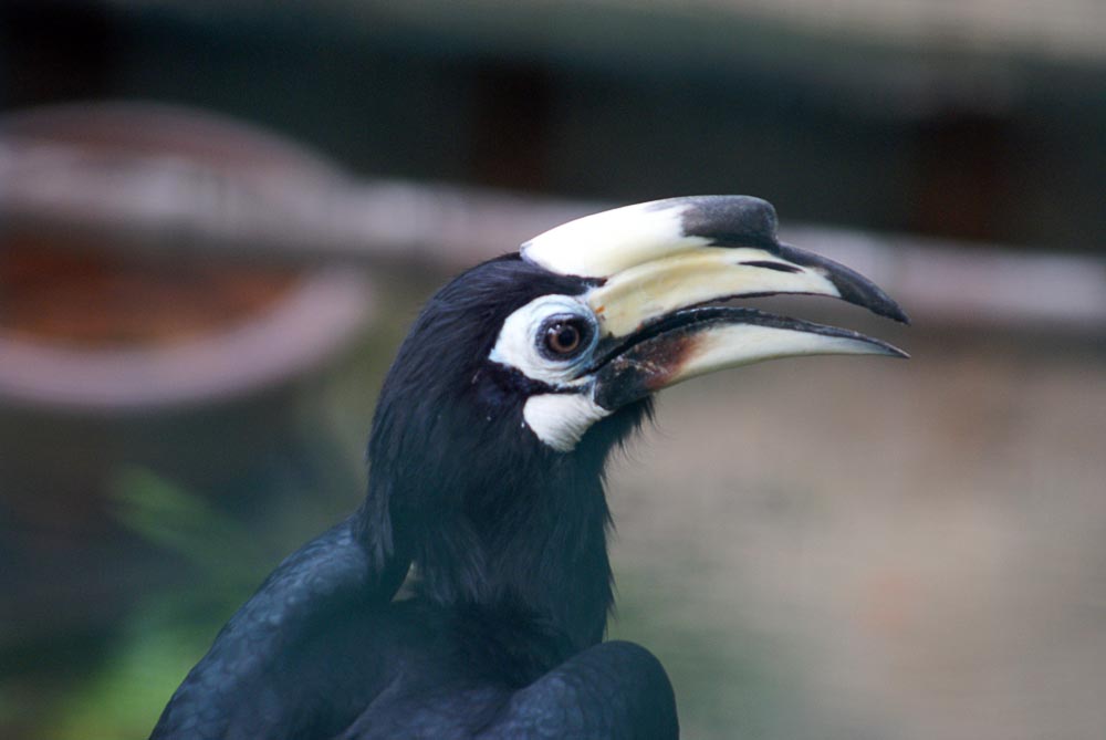 Birds of The World: Hornbills (Bucerotidae)