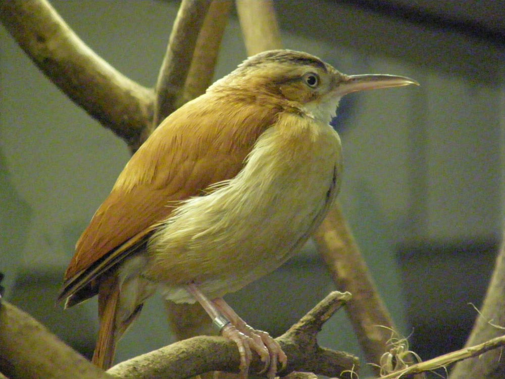 Birds of The World: Horneros (Furnaridae)