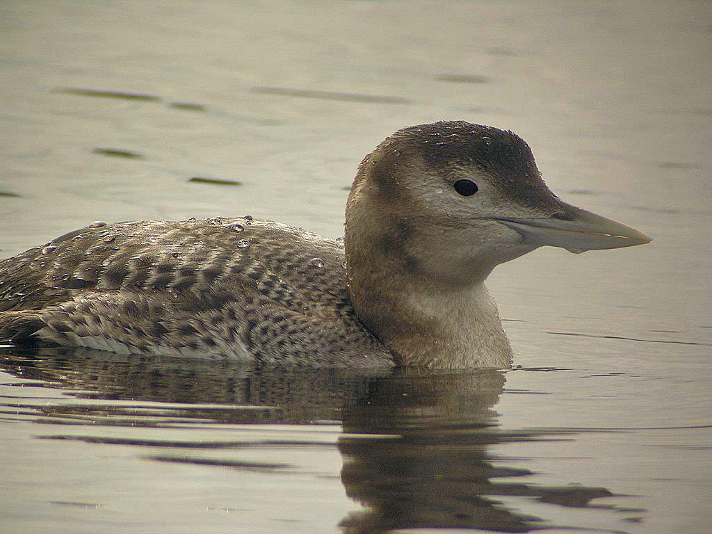 Birds of the World: Loons (Gaviidae)