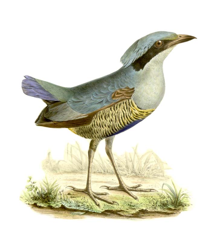 Birds of The World: Pittas (Pittidae)