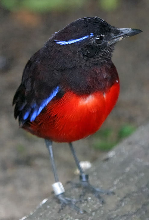 Birds of The World: Pittas (Pittidae)