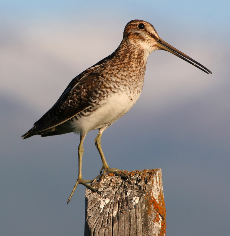 Birds of The World: Sandpipers, Snipes, Dowitchers (Scolopacidae)