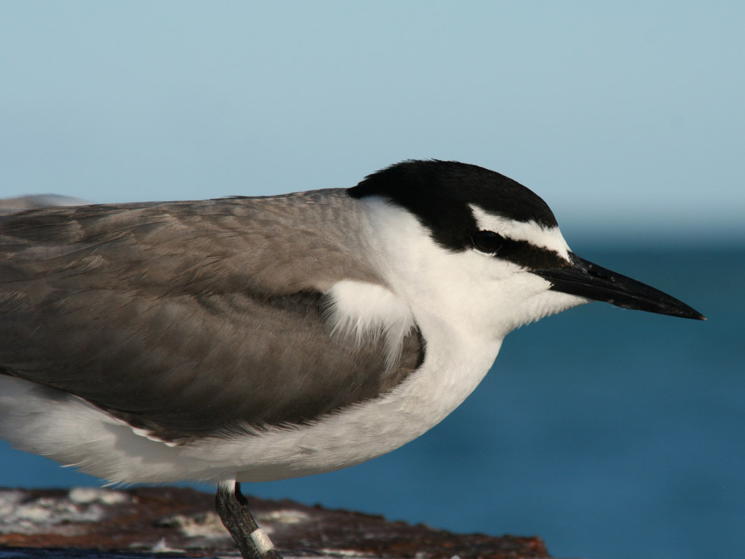 Birds of The World: Terns (Laridae)