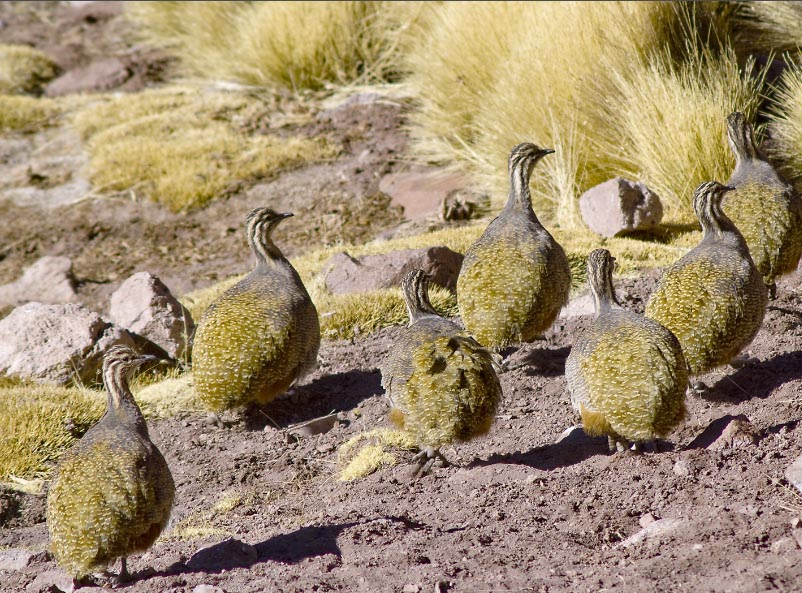 Birds of The World: Tinamous (Tinamidae)