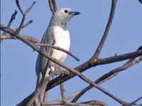 Birds of The World: Cuckooshrikes (Campephagidae); Satinbirds ...