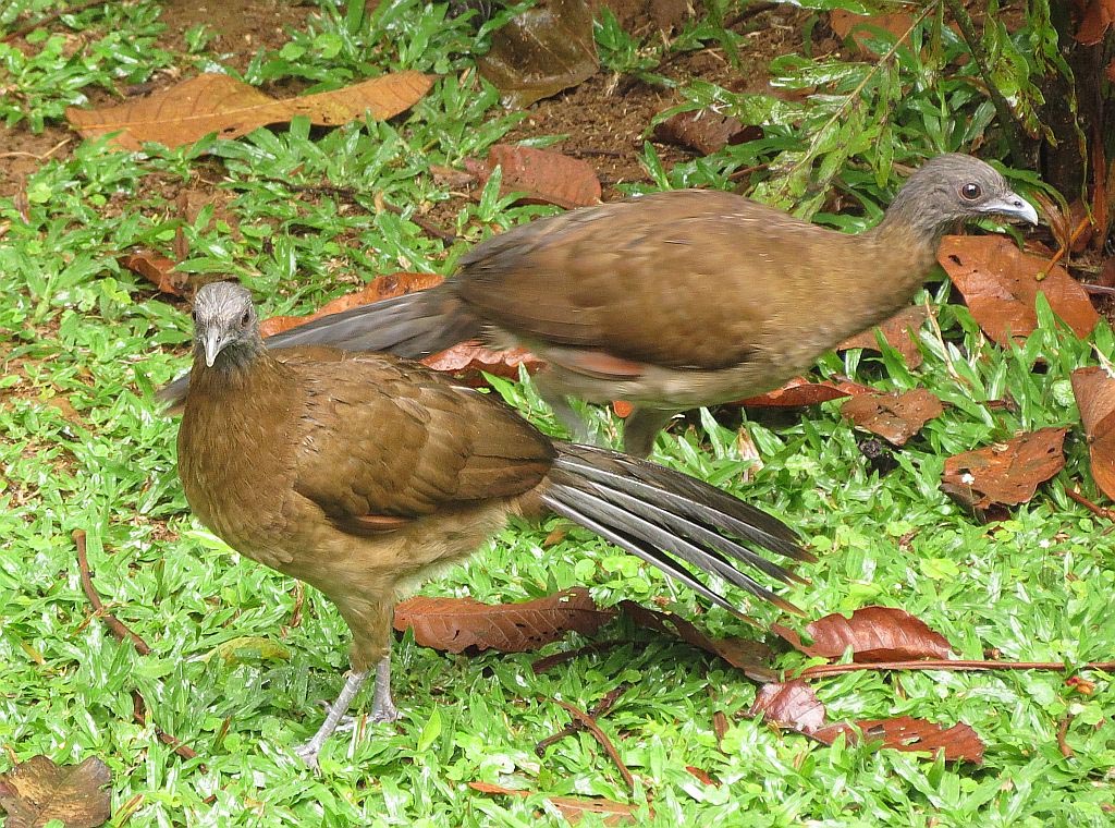 Birds of The World: Chachalacas, Guans and Curassows (Cracidae)