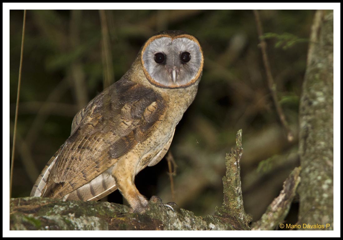 Birds of The World: Barn Owls (Tytonidae)