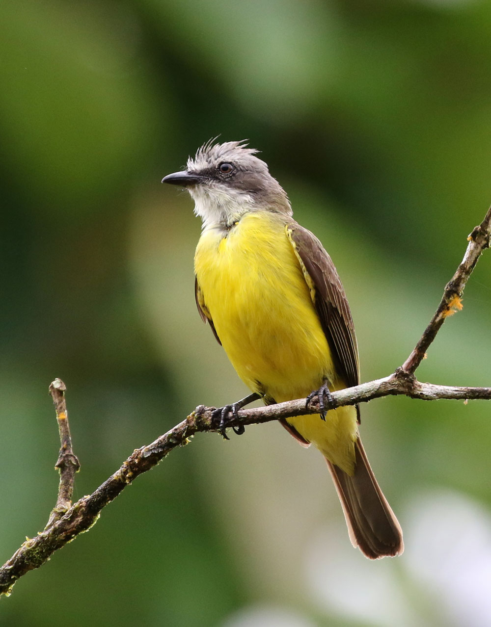 Birds of The World: Flycatchers, Kingbirds, Kiskadees (Tyrannidae)