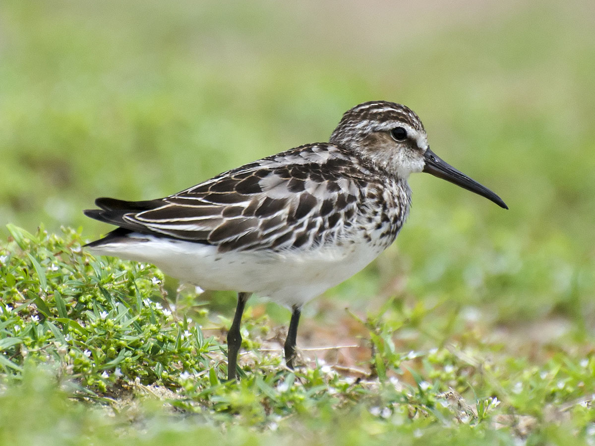 Birds of The World: Sandpipers (Scolopacidae)