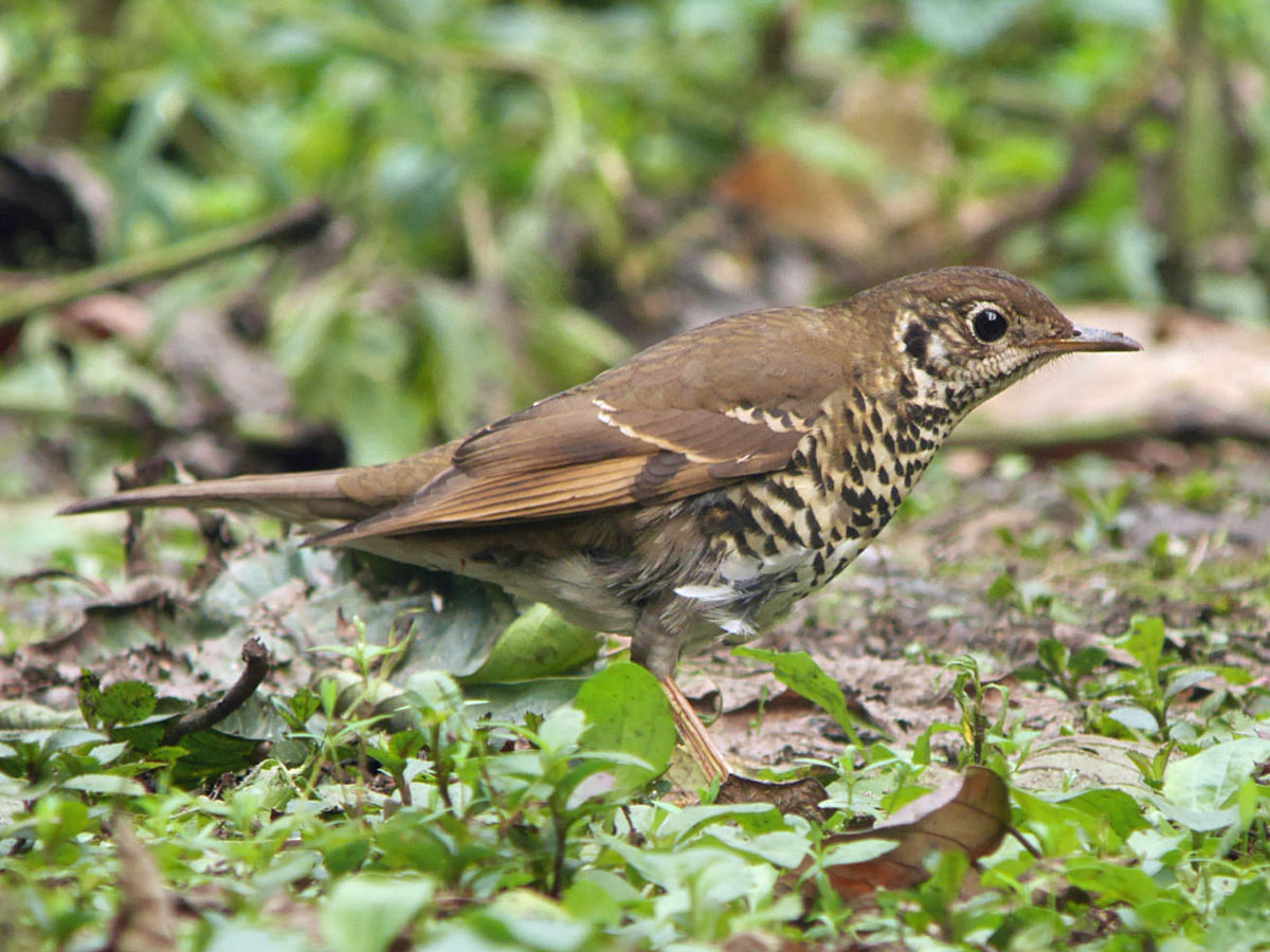 Birds of the World: Thrushes and Allies (Turdidae)