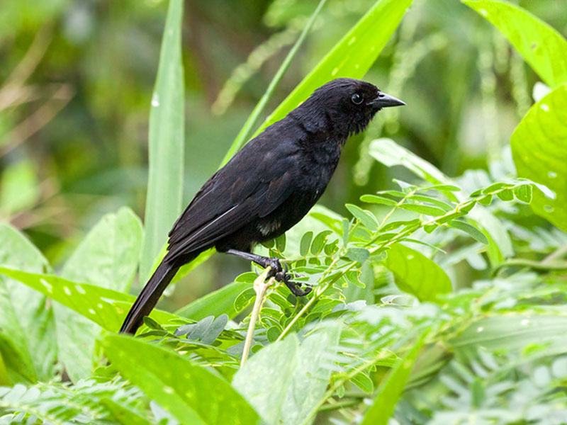 Birds of The World: Grackles (Icteridae)
