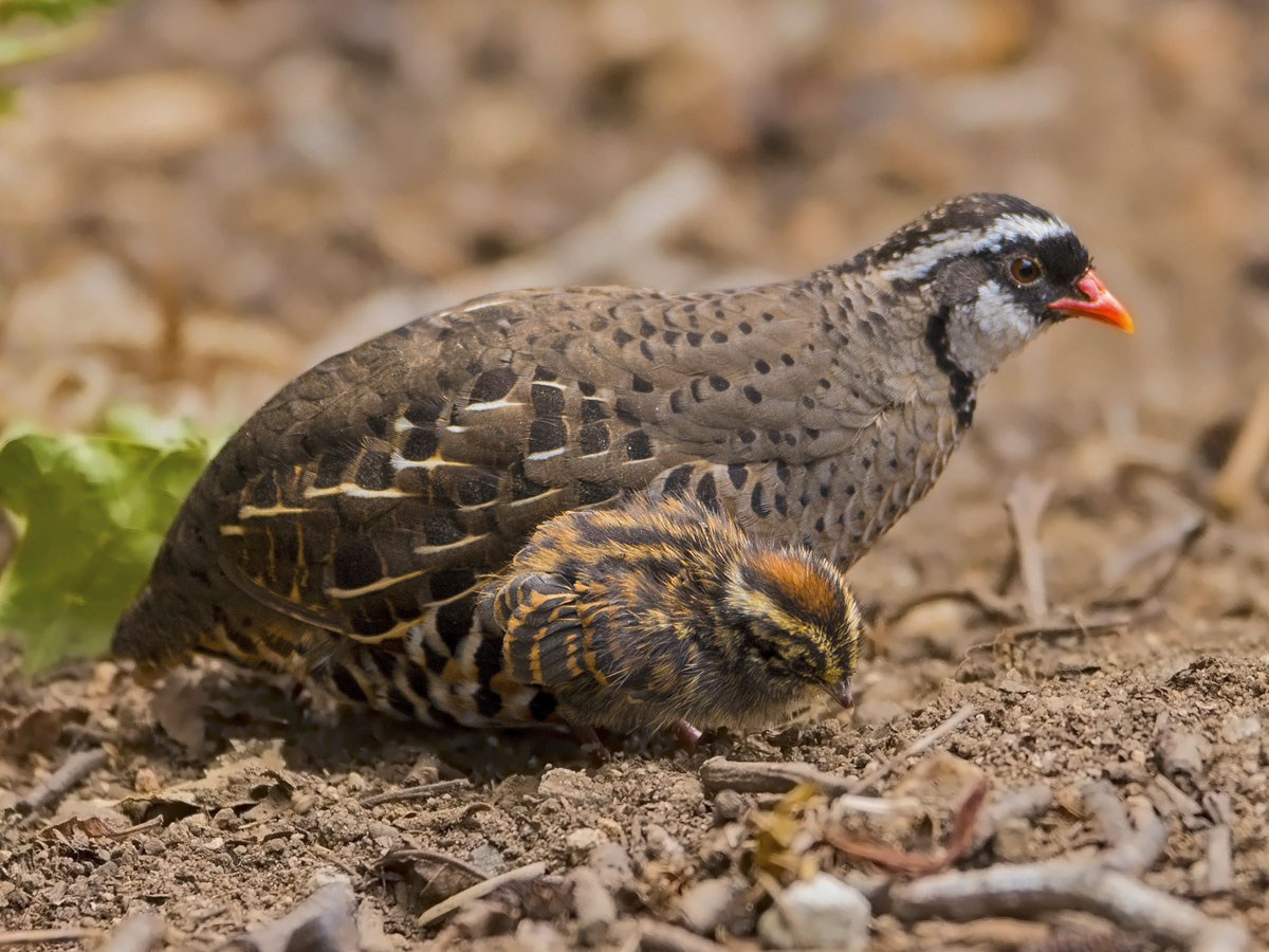 Birds of The World: Quail (Phasianidae)