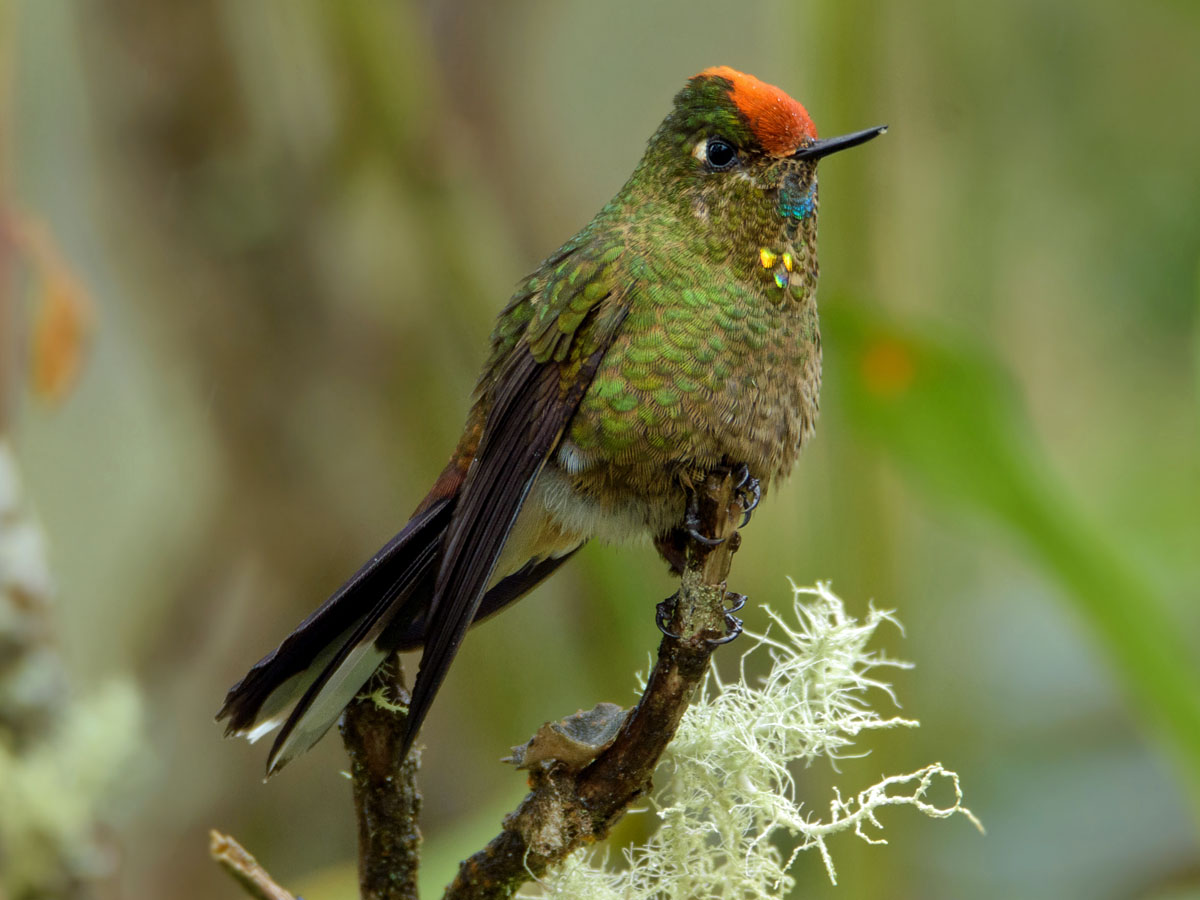 Birds of The World: Hummingbird (Trochilidae)