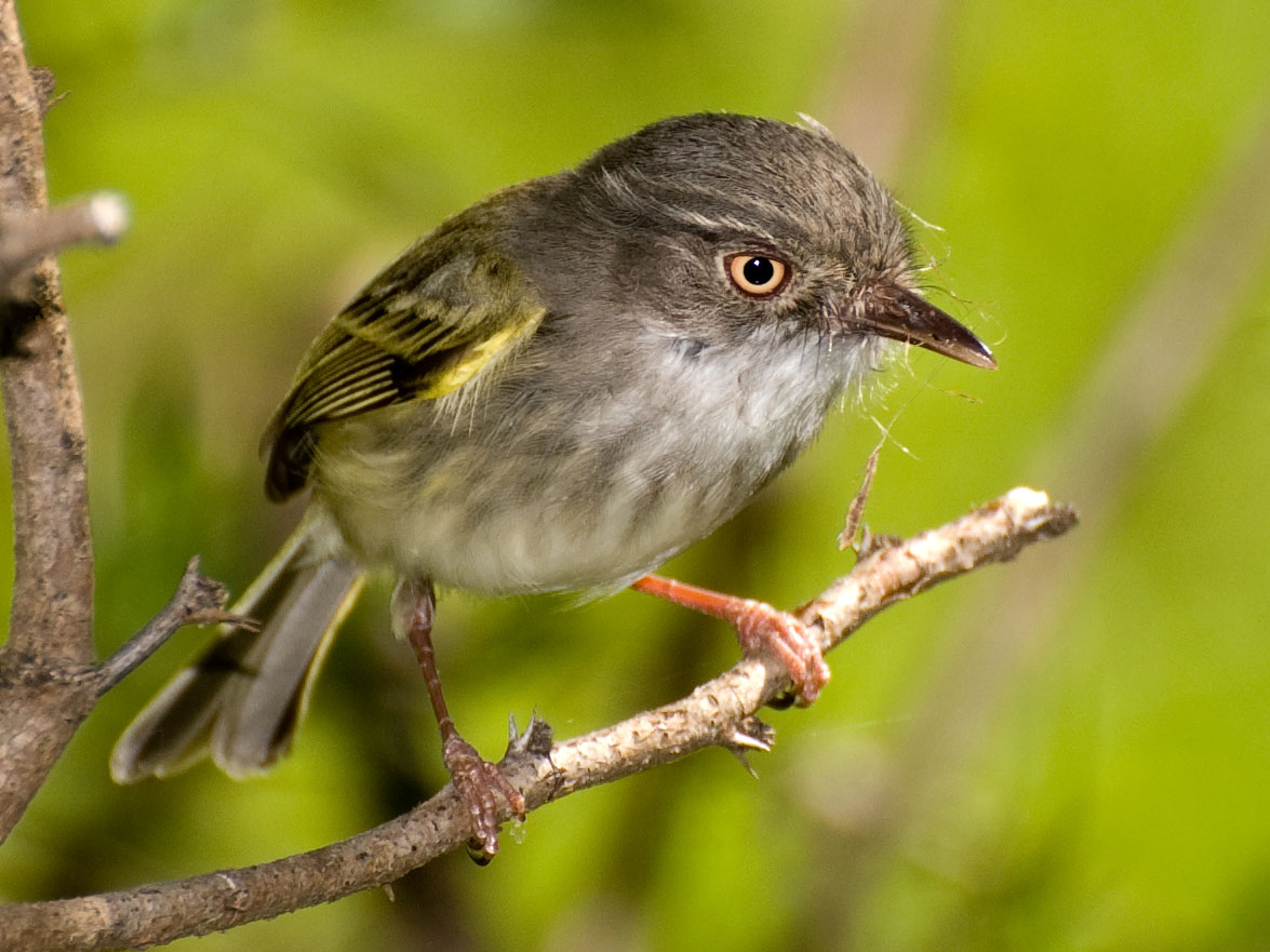 Birds of The World: Pygmy-Tyrant, Tody-Flycatcher, Tody-Tyrant (Tyrannidae)