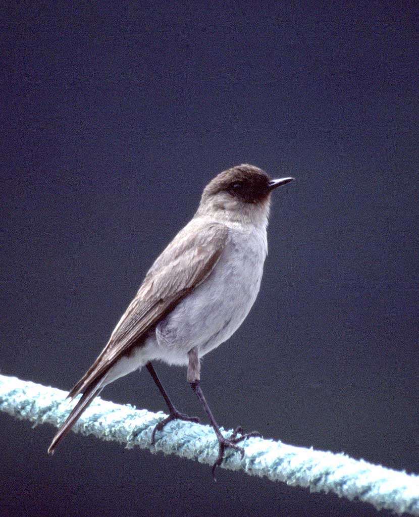 Birds of The World: Tyrants (Tyrannidae)