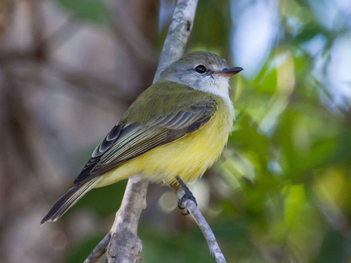 Birds of The World: Australasain Robins (Petroicidae)