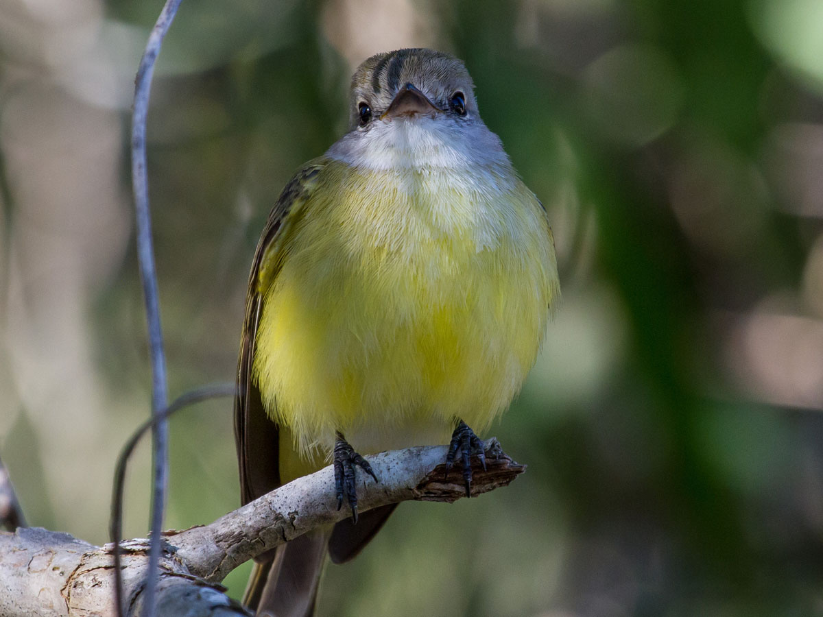 Birds of The World: Australasain Robins (Petroicidae)