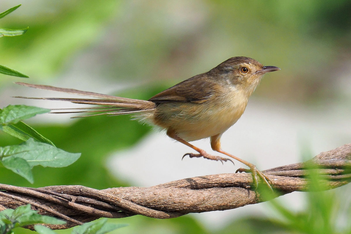 Birds of The World: Reed Warblers (Acrocephalidae)