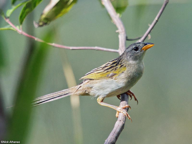Birds of The World: Finches (Thraupidae)