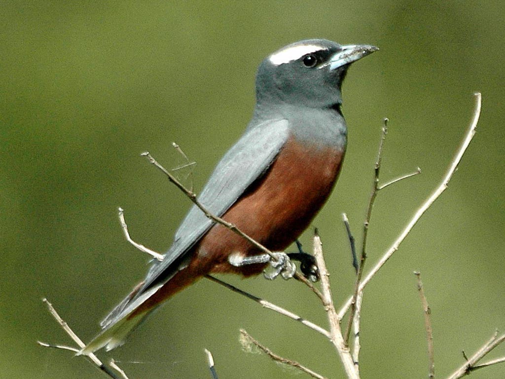 Birds of The WORLD: Woodswallows (Artamidae)