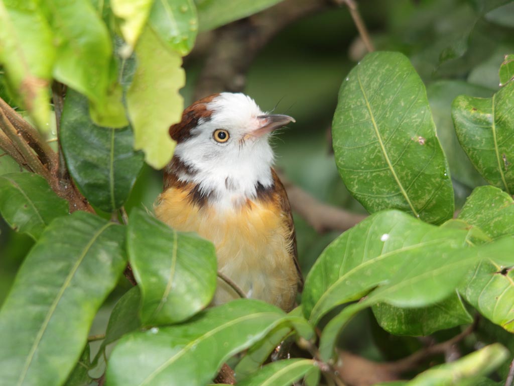 Birds of The World: Babblers and Rollers (Pellorneidae)