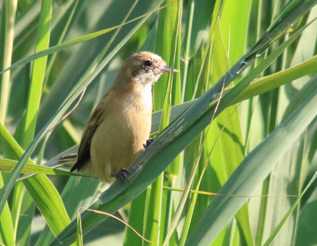 Birds of The World: Penduline Tits (Remizidae)