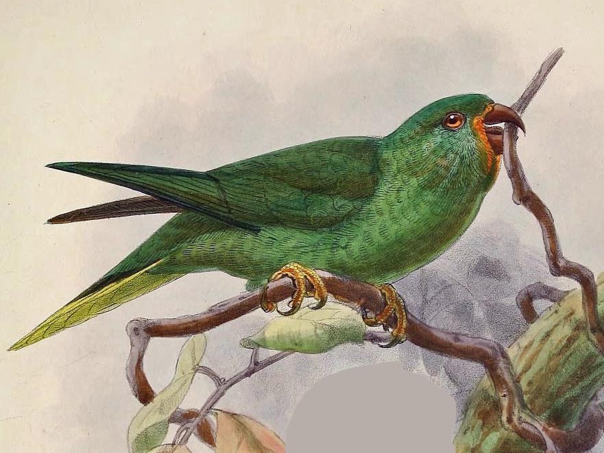 Birds of The World: Lorikeets (Psittaculidae)