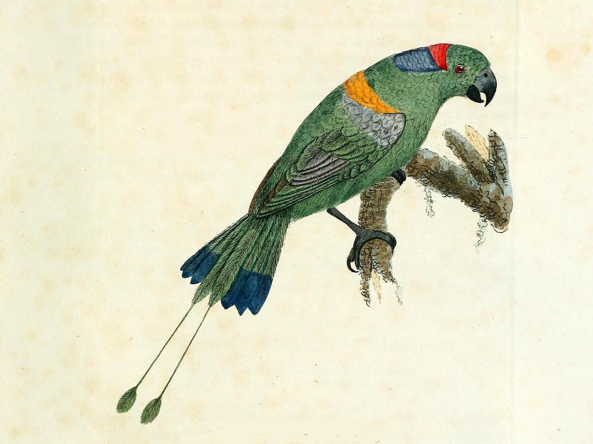 Birds of The World: Parrots and Allies (Psittacidae)