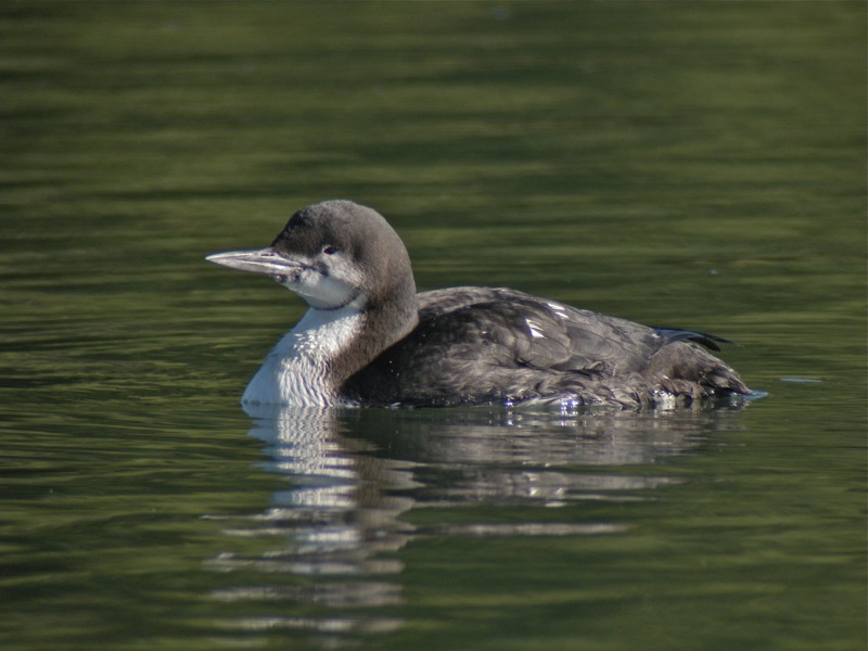 Birds of the World: Loons (Gaviidae)