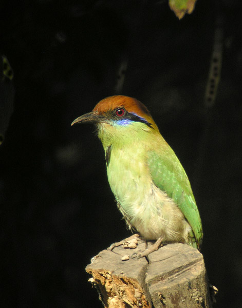 Birds of The World: Motmots (Momotidae), Todys (Todidae)