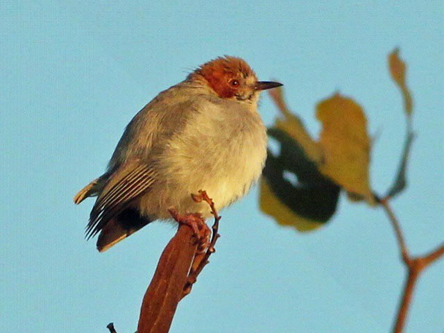 Birds of The World: African Warblers (Macrosphenidae)