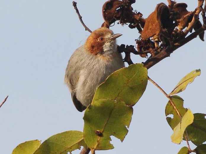 Birds of The World: African Warblers (Macrosphenidae)