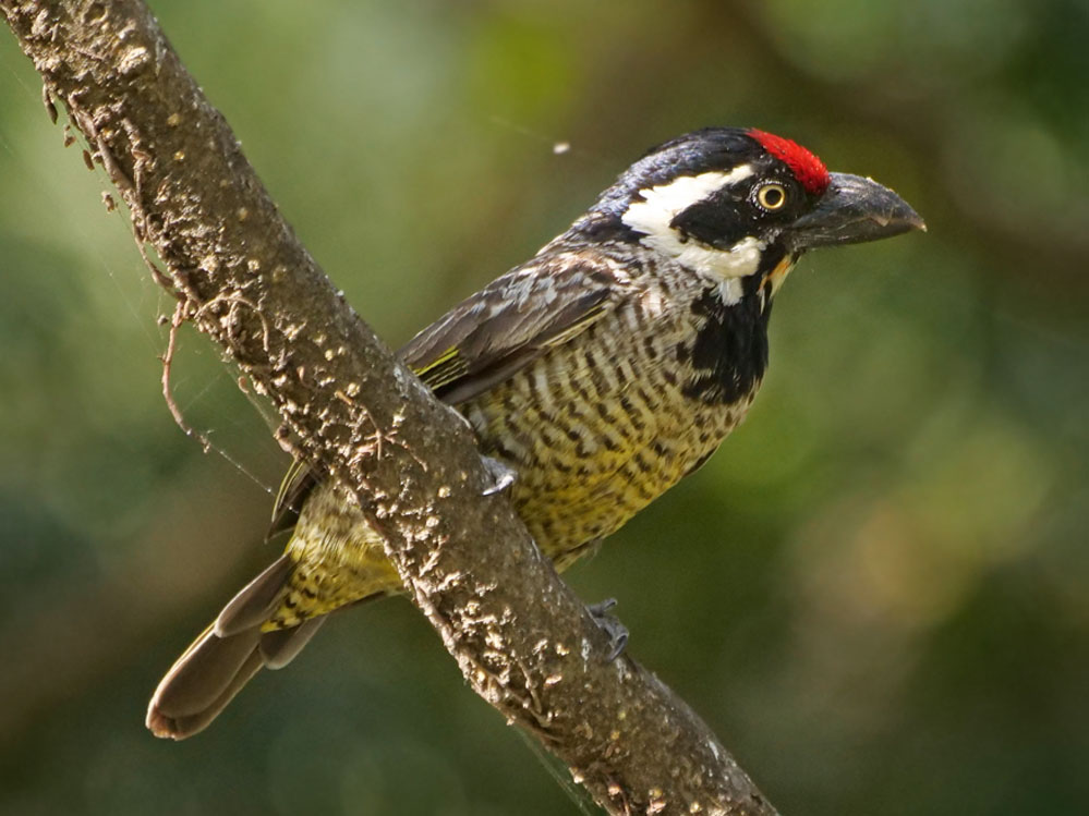 Birds of The World: African Barbets (Lybiidae); Asian (Megalaimidae ...