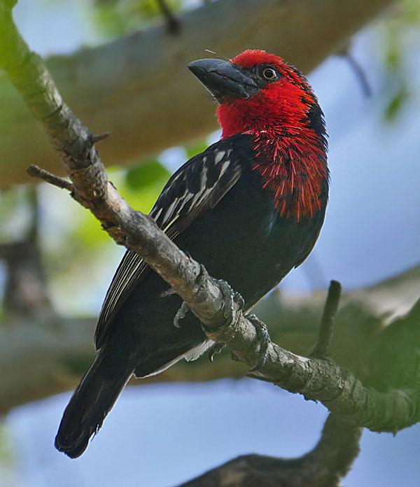 Birds of The World: African Barbets (Lybiidae); Asian (Megalaimidae ...