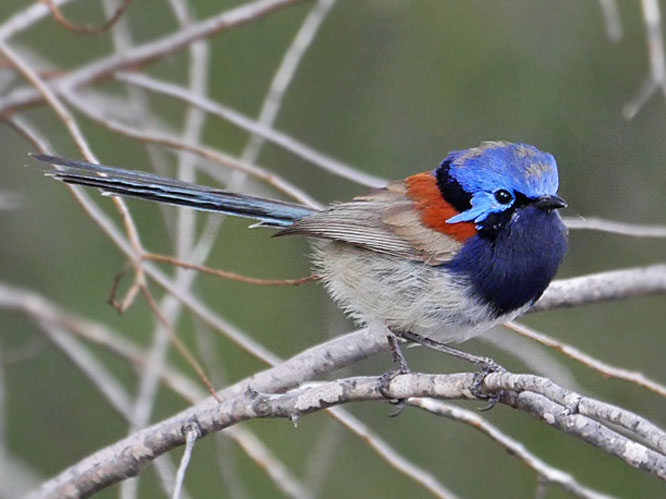 Birds of The World: Fairywrens, Grasswrens (Maluridae)