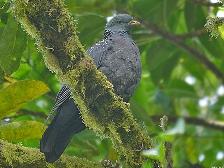Birds of The World: Old World (Columbidae)
