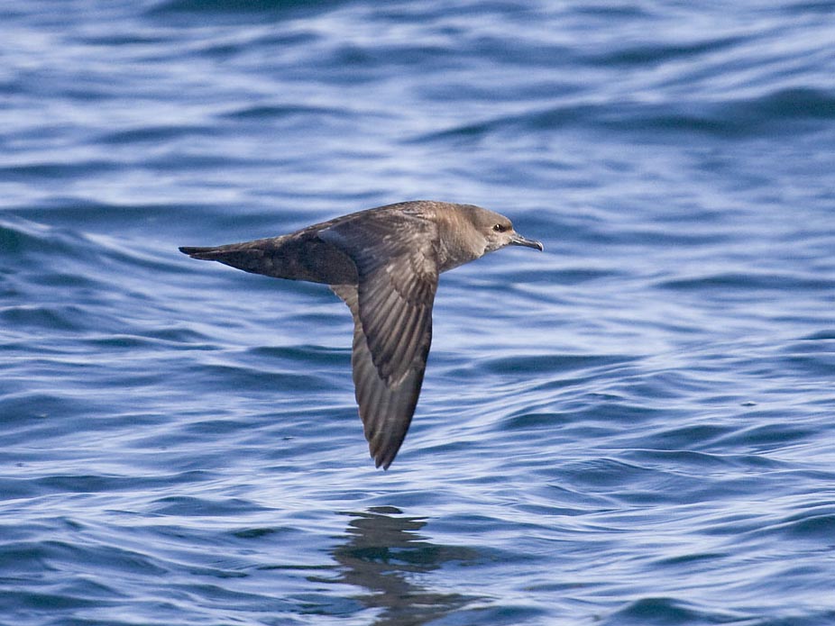 Birds of The World: Shearwaters and Prions (Procellariidae)