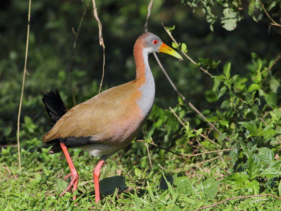 Birds of The World: Crakes, Rails (Rallidae)
