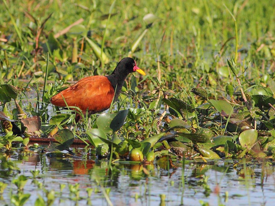 Birds of The World: Jacanas (Jacanidae); Painted-Snipes (Rostratulidae ...