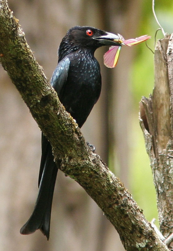 Birds of The World: Drongos (Dicruridae)