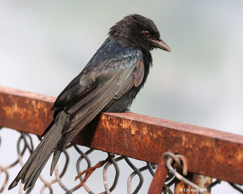 Birds of The World: Drongos (Dicruridae)