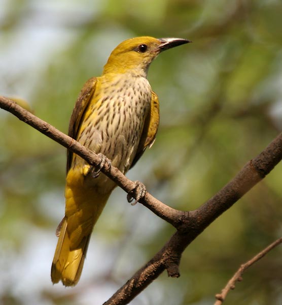 Old World: Oriole, Figbirds (Oriolidae)