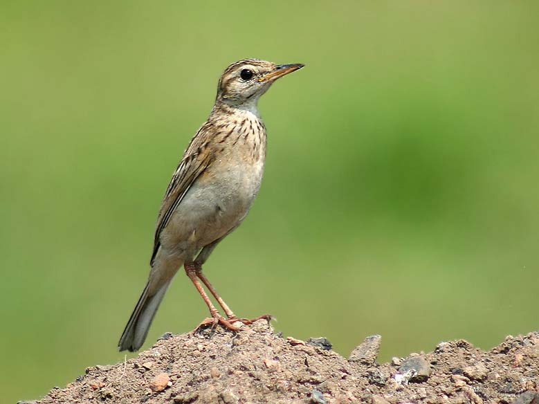 Birds of The World: Wagtails, Pipits (Motacillidae)
