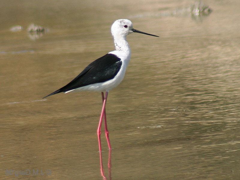Birds of The World: Avocets and Stilts (Recurvirostridae)
