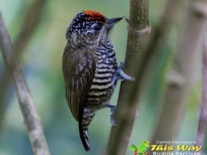 Birds of The World: Piculets (Picidae)