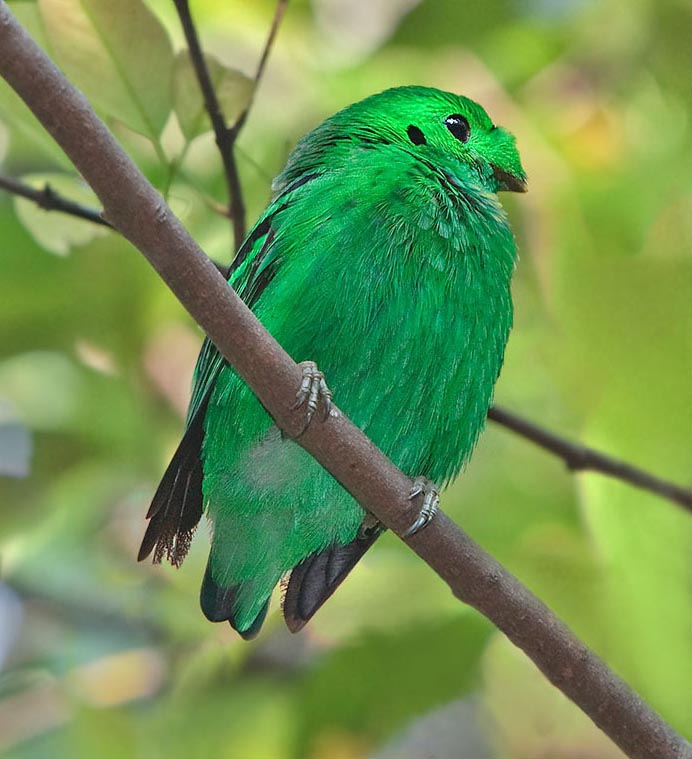 Birds of The World: BROADBILLs (Eurylaimidae)