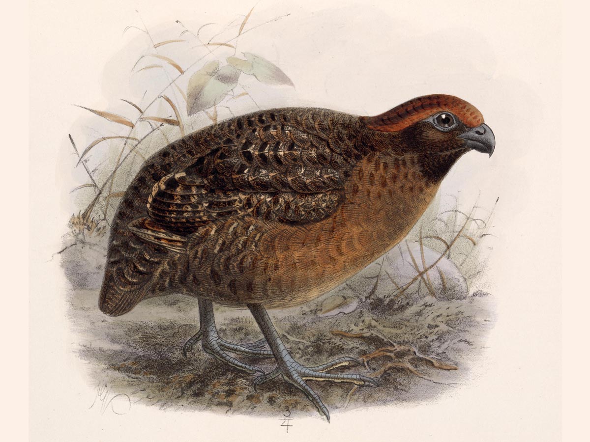 Birds of The World: New World Quail (Odontophoridae)
